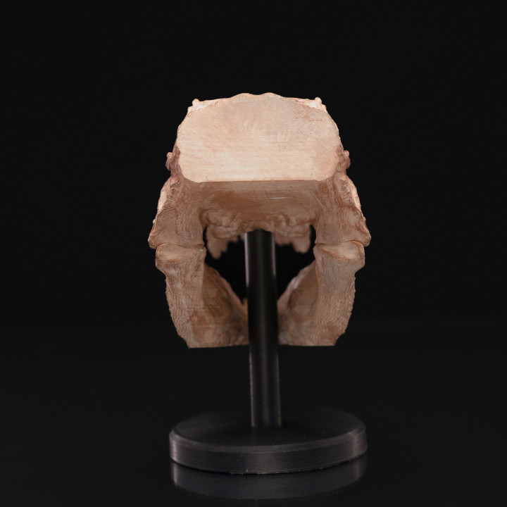 3D Printable Carved T-Rex Skull by Stlflix