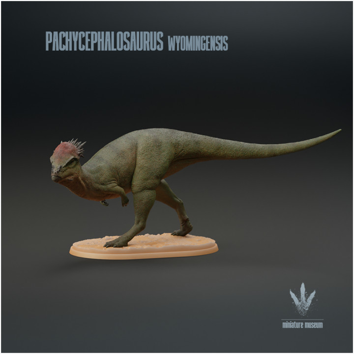 3D Printable Pachycephalosaurus wyomingensis : The Thick-headed Lizard ...