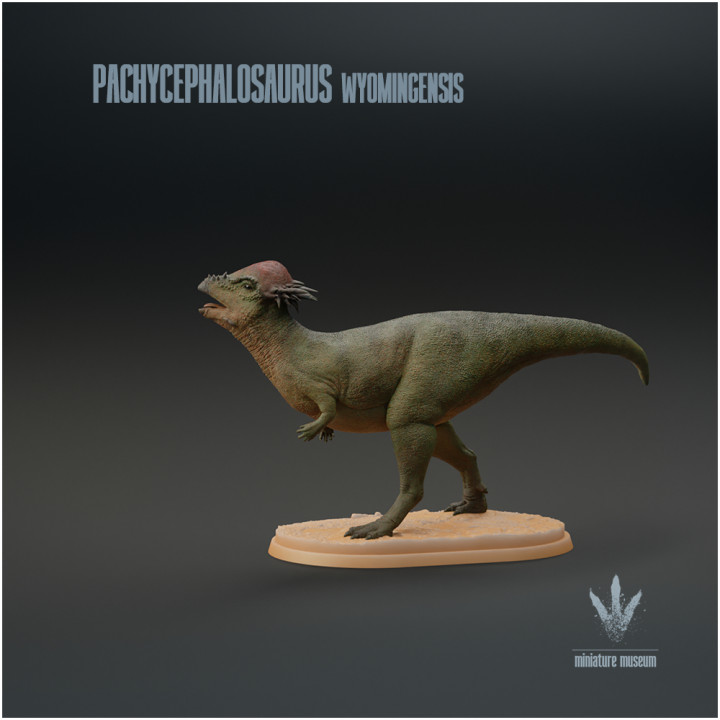 3D Printable Pachycephalosaurus wyomingensis : Vocalizing by Miniature ...