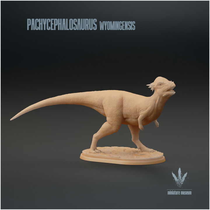 3D Printable Pachycephalosaurus wyomingensis : Vocalizing by Miniature ...