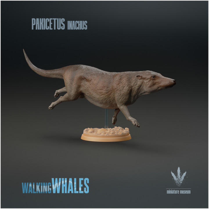 3D Printable Pakicetus inachus : Swimming by Miniature Museum