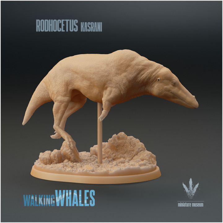 3D Printable Rodhocetus kasrani : The Arch-shaped Whale by Miniature Museum