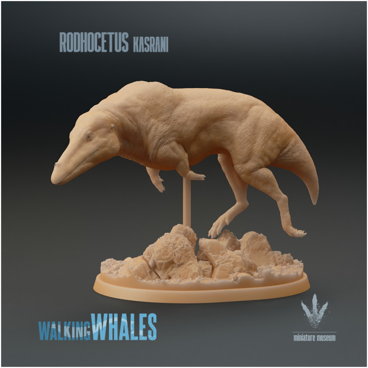 3D Printable Rodhocetus kasrani : The Arch-shaped Whale by Miniature Museum