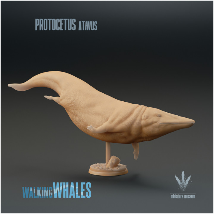 3D Printable Protocetus atavus : The First Whale by Miniature Museum