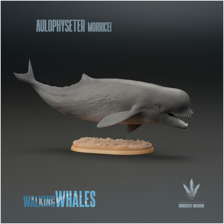 3D Printable Aulophyseter morricei : Predatory Whale by Miniature Museum