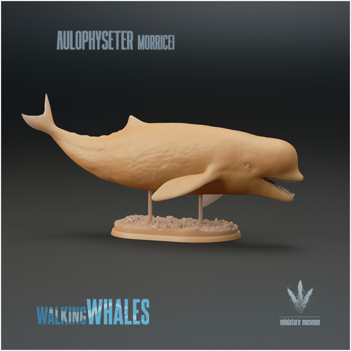 3D Printable Aulophyseter morricei : Predatory Whale by Miniature Museum