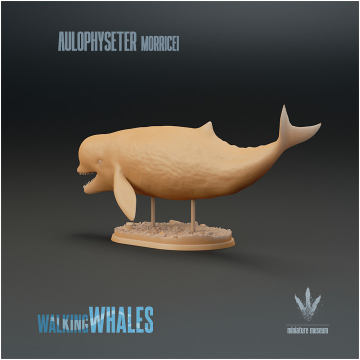 3D Printable Aulophyseter morricei : Predatory Whale by Miniature Museum