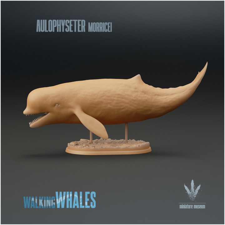 3D Printable Aulophyseter morricei : Predatory Whale by Miniature Museum