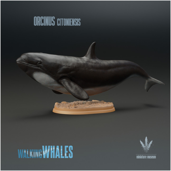 3D Printable Orcinus citoniensis : Prehistoric Orca by Miniature Museum