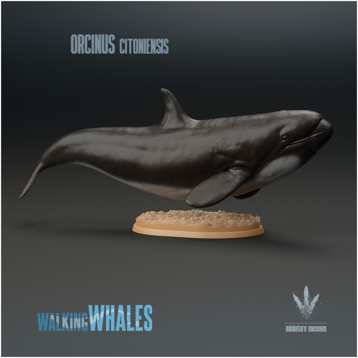 3D Printable Orcinus citoniensis : Prehistoric Orca by Miniature Museum