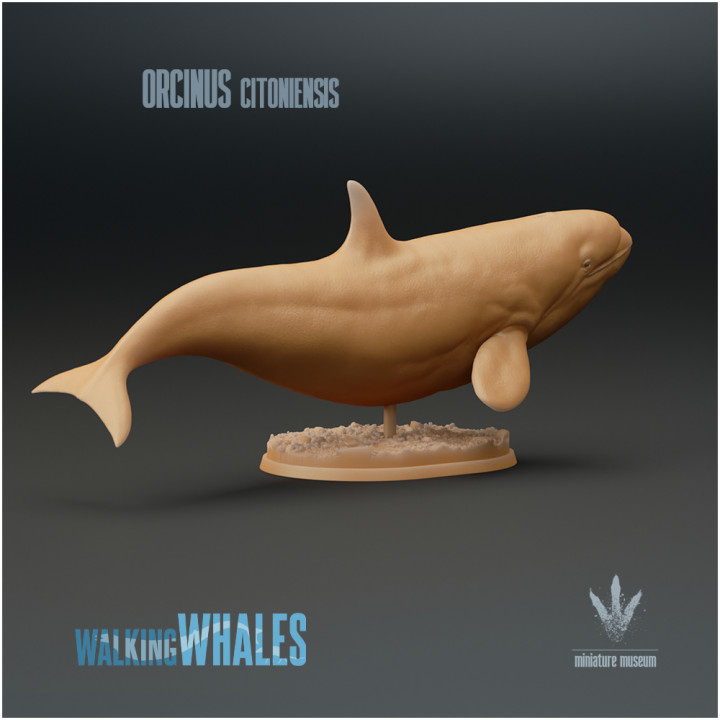 3D Printable Orcinus citoniensis : Prehistoric Orca by Miniature Museum