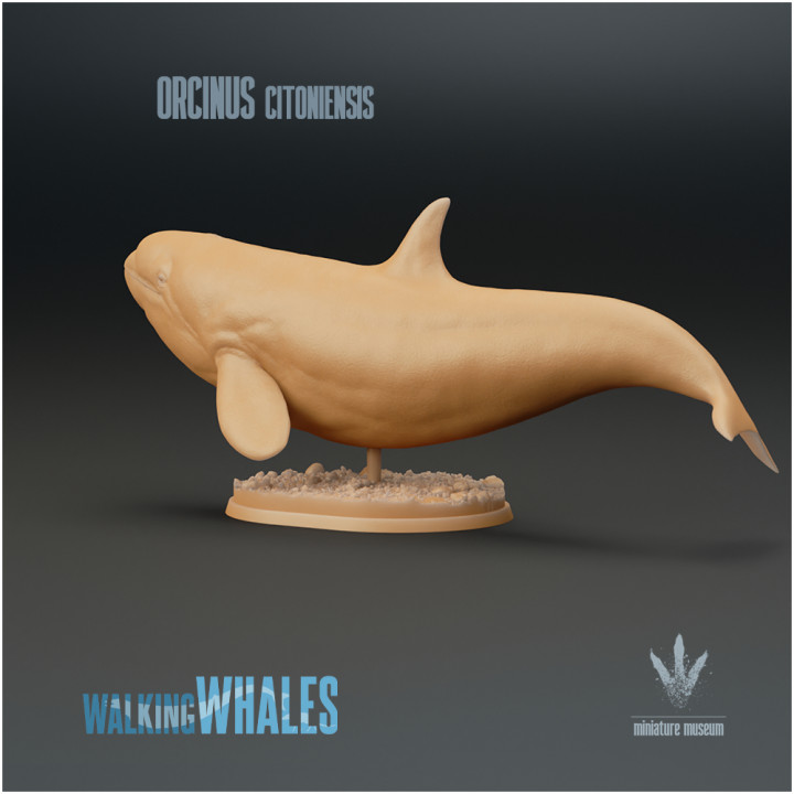 3D Printable Orcinus citoniensis : Prehistoric Orca by Miniature Museum