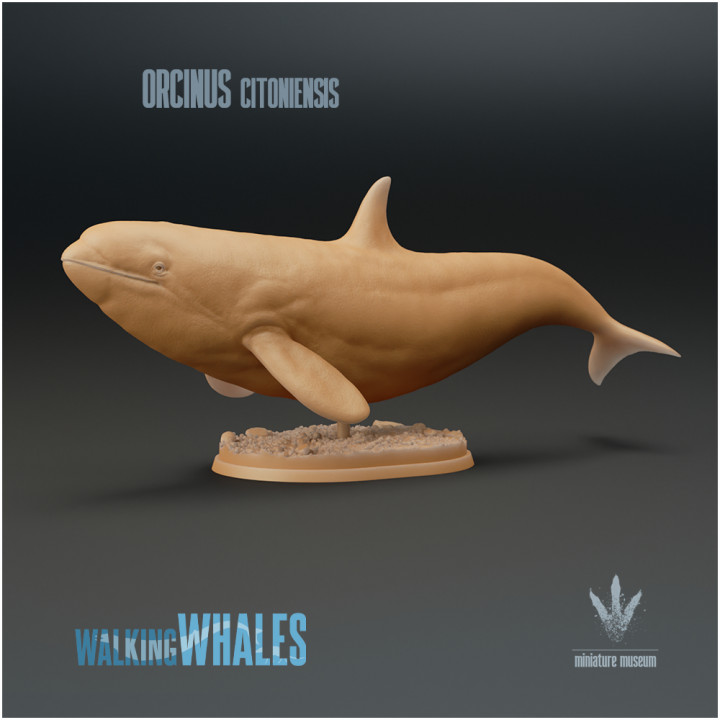 3D Printable Orcinus citoniensis : Prehistoric Orca by Miniature Museum