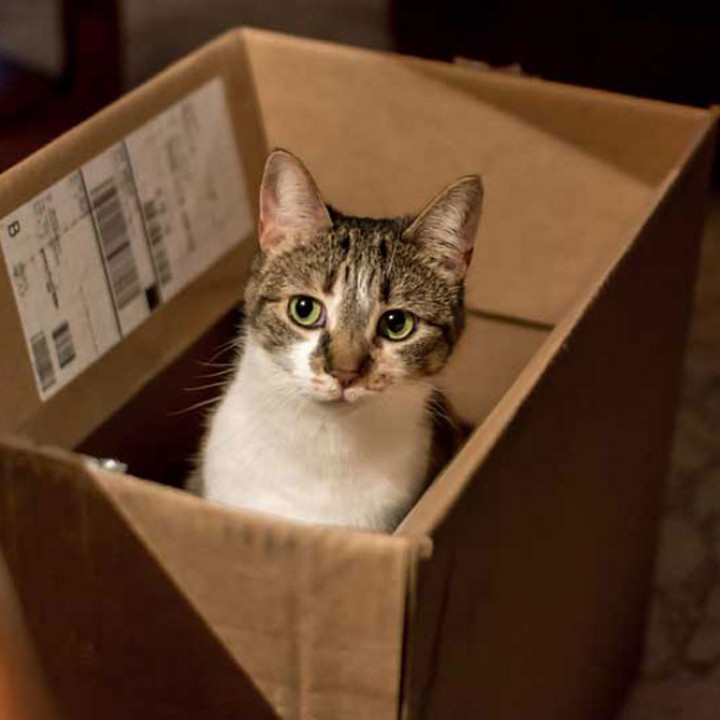 3D Printable cat in a box by Gavin Auld