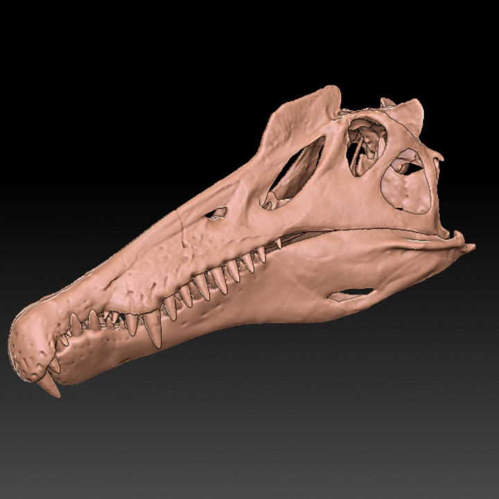 3D Printable Spinosaurus skull by Yue Gao