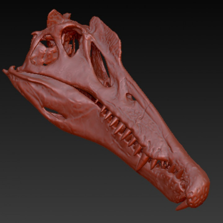 3D Printable Spinosaurus skull by Yue Gao