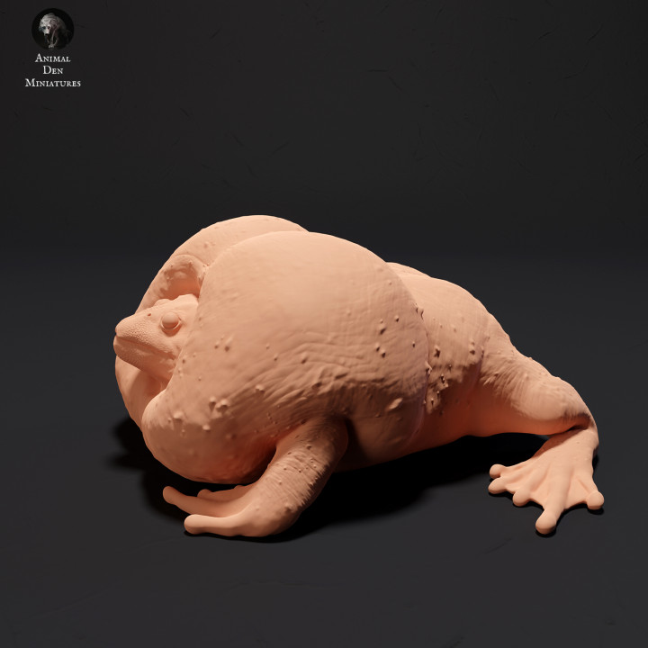 3D Printable Mexican Burrowing Toad Croak by Animal Den Miniatures