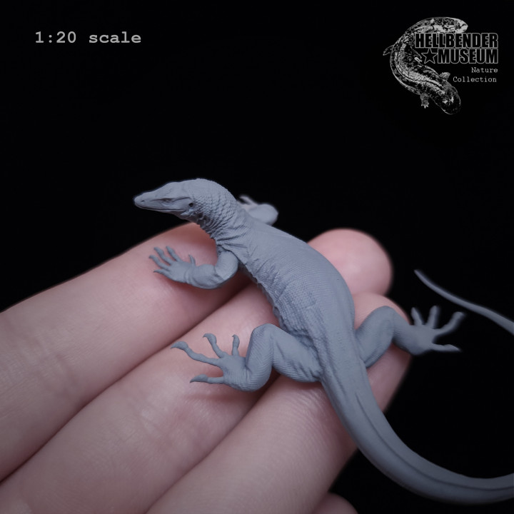 3D Printable Asian Water Monitor Varanus salvator Presupported by ...