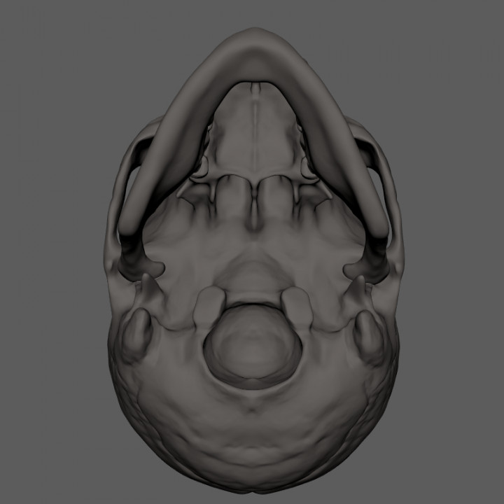 3D Printable Human Skull by Neven Galunić