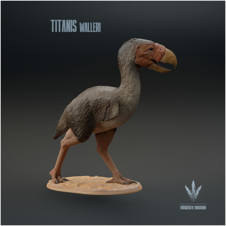3D Printable Titanis walleri : The Terror Bird by Miniature Museum