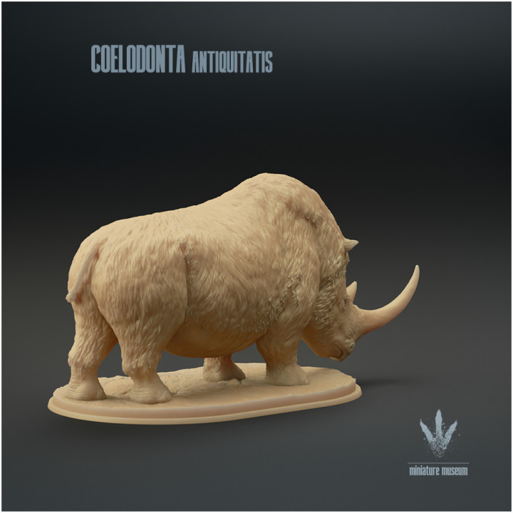 3D Printable Coelodonta antiquitatis : Display by Miniature Museum