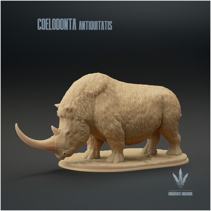 3D Printable Coelodonta antiquitatis : Display by Miniature Museum