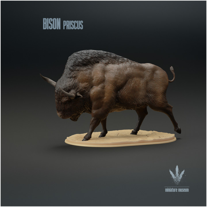 3D Printable Bison priscus : Display by Miniature Museum