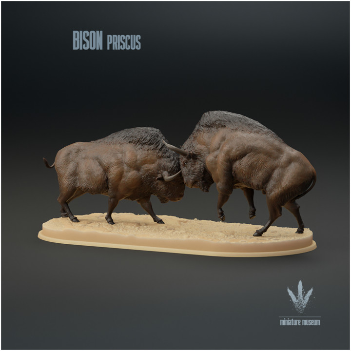 3D Printable Bison priscus : Fighting by Miniature Museum