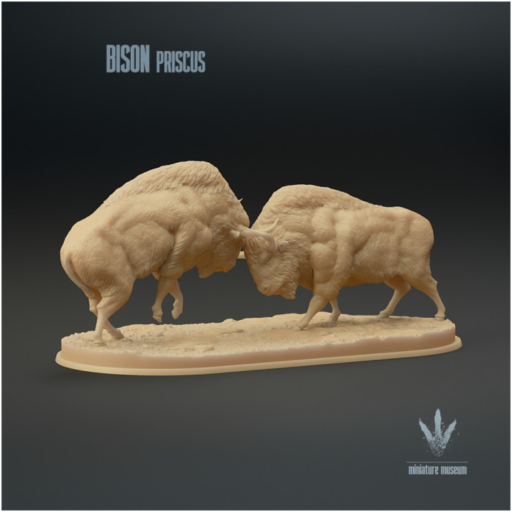 3D Printable Bison priscus : Fighting by Miniature Museum