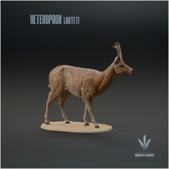 3D Printable Heteroprox larteti : The Miocene Deer by Miniature Museum
