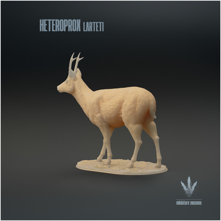 3D Printable Heteroprox larteti : The Miocene Deer by Miniature Museum