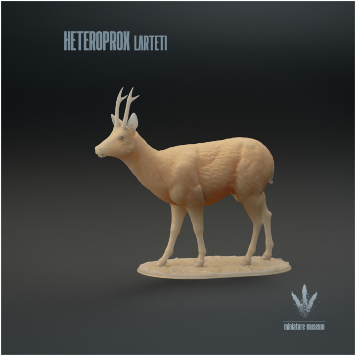 3D Printable Heteroprox larteti : The Miocene Deer by Miniature Museum
