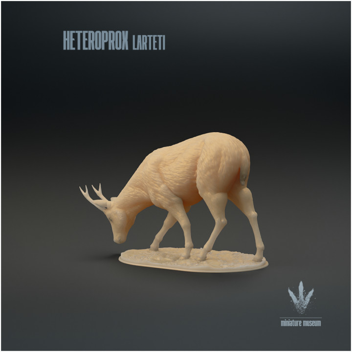 3D Printable Heteroprox larteti : Feeding by Miniature Museum