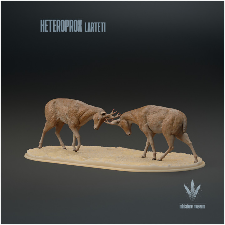 3D Printable Heteroprox larteti : Clash by Miniature Museum