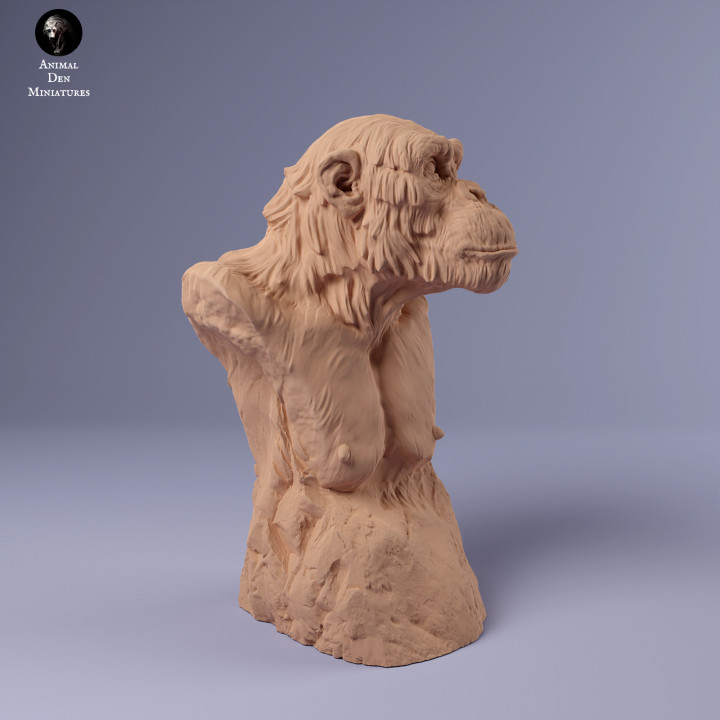 3D Printable Common Chimpanzee Bust by Animal Den Miniatures