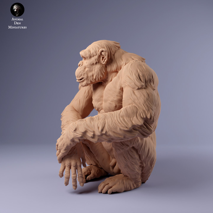 3D Printable Common Chimpanzee Male Sitting by Animal Den Miniatures