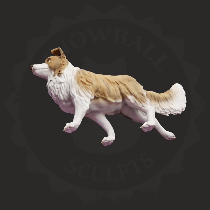 3D Printable Border Collie Dog Miniature by Snowball Sculpts