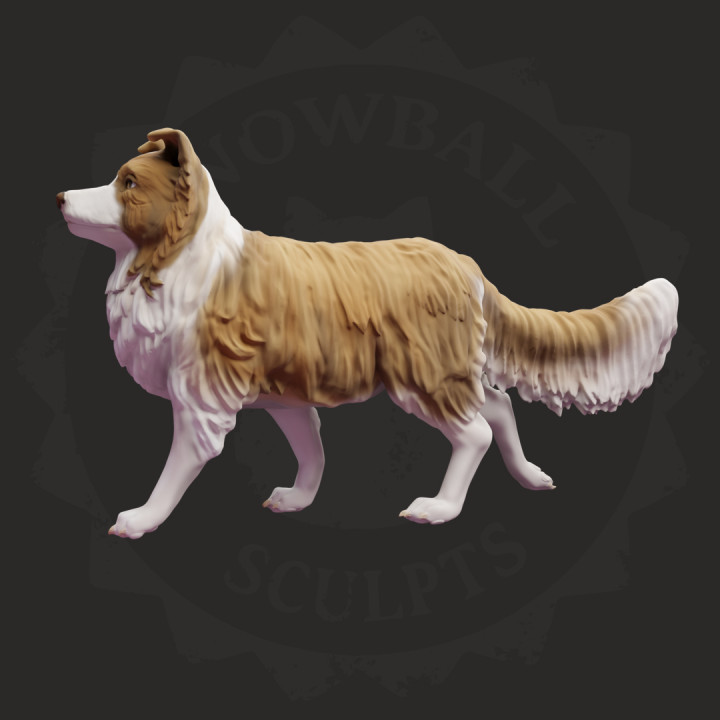 3D Printable Border Collie Dog Miniature by Snowball Sculpts