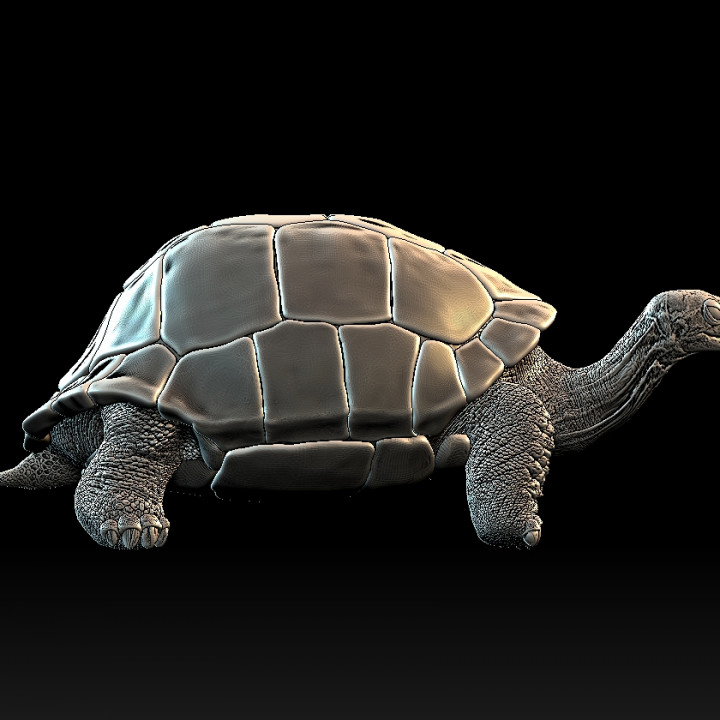 3D Printable turtle by 3Dimontis