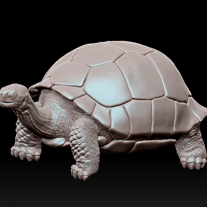 3D Printable turtle by 3Dimontis