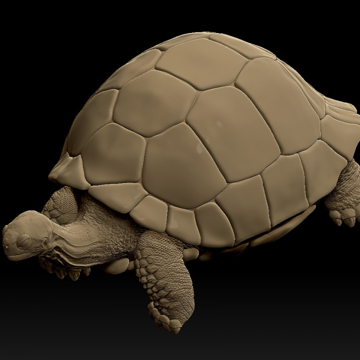 3D Printable turtle by 3Dimontis