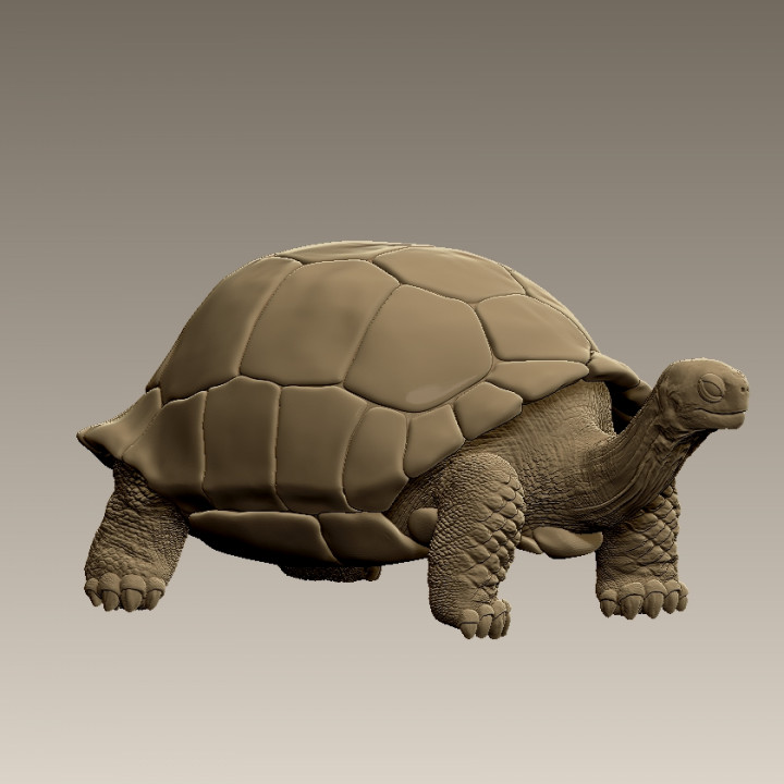 3D Printable turtle by 3Dimontis