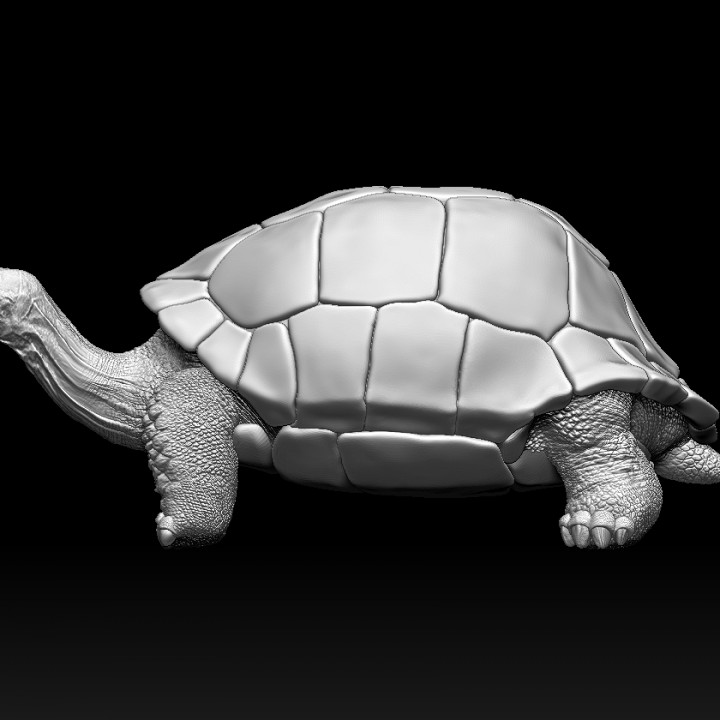 3D Printable turtle by 3Dimontis