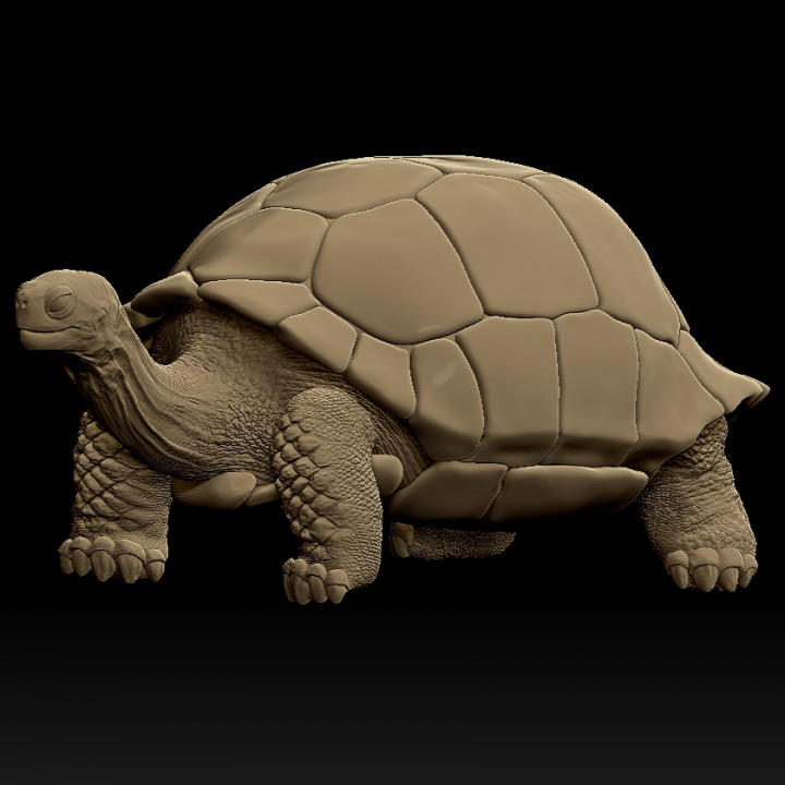 3D Printable turtle by 3Dimontis