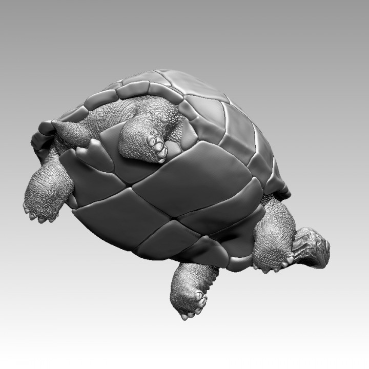 3D Printable turtle by 3Dimontis