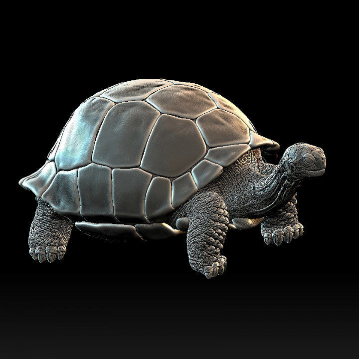 3D Printable turtle by 3Dimontis