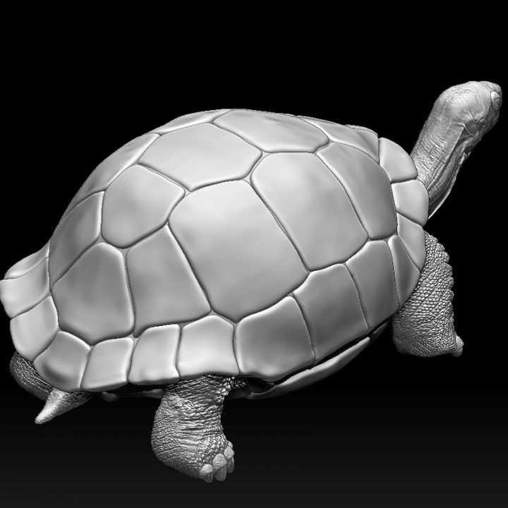 3D Printable turtle by 3Dimontis