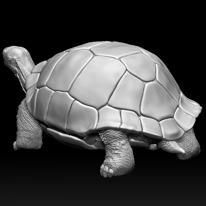 3d Printable Turtle By 3dimontis