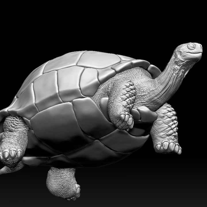 3D Printable turtle by 3Dimontis