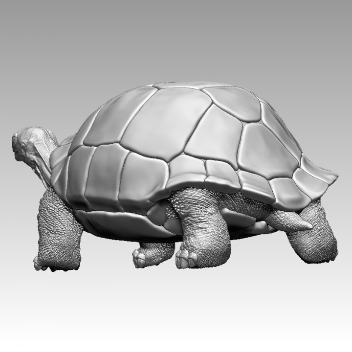 3D Printable turtle by 3Dimontis